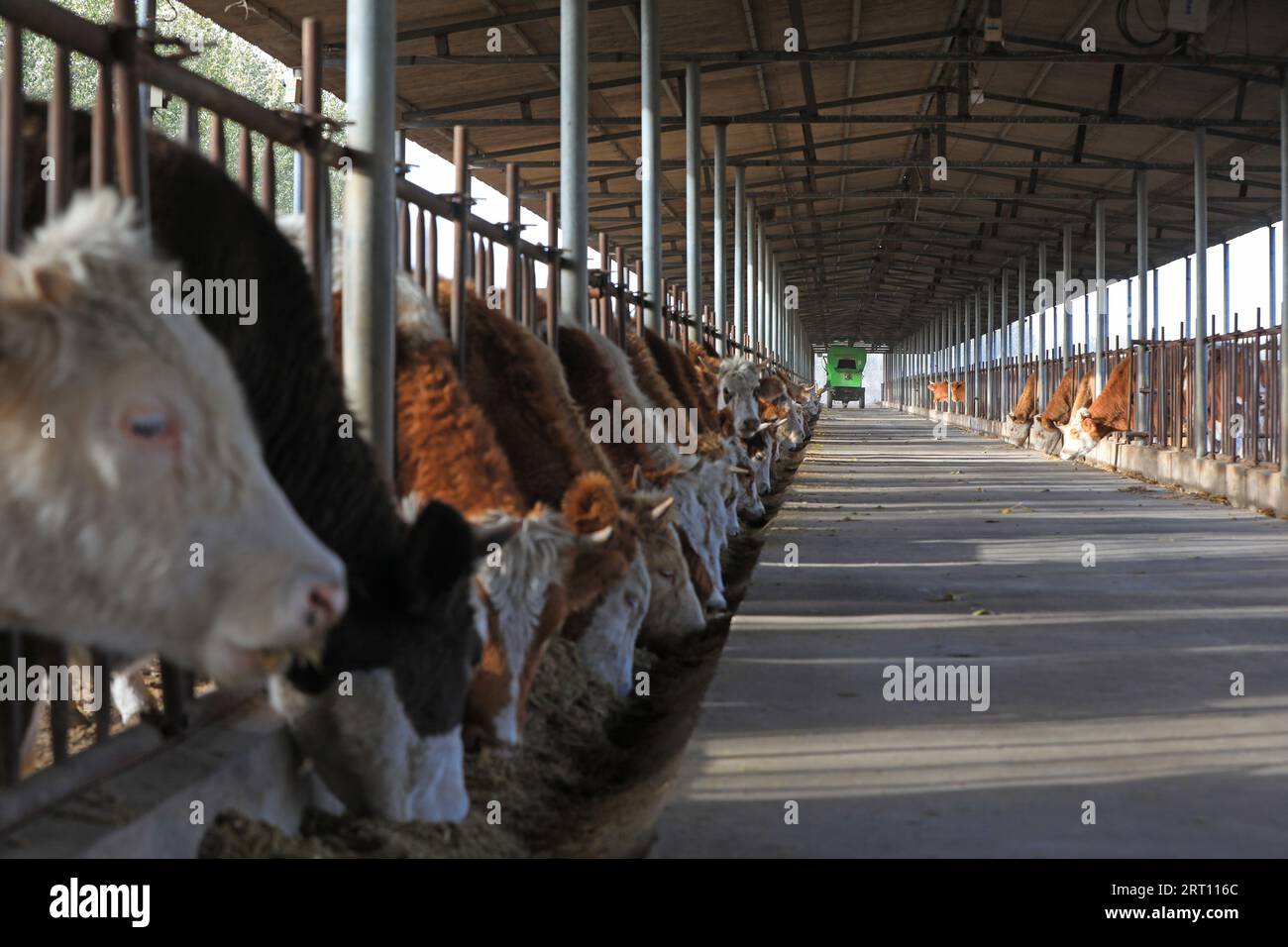 Lean beef cattle in farms, North China Stock Photo - Alamy