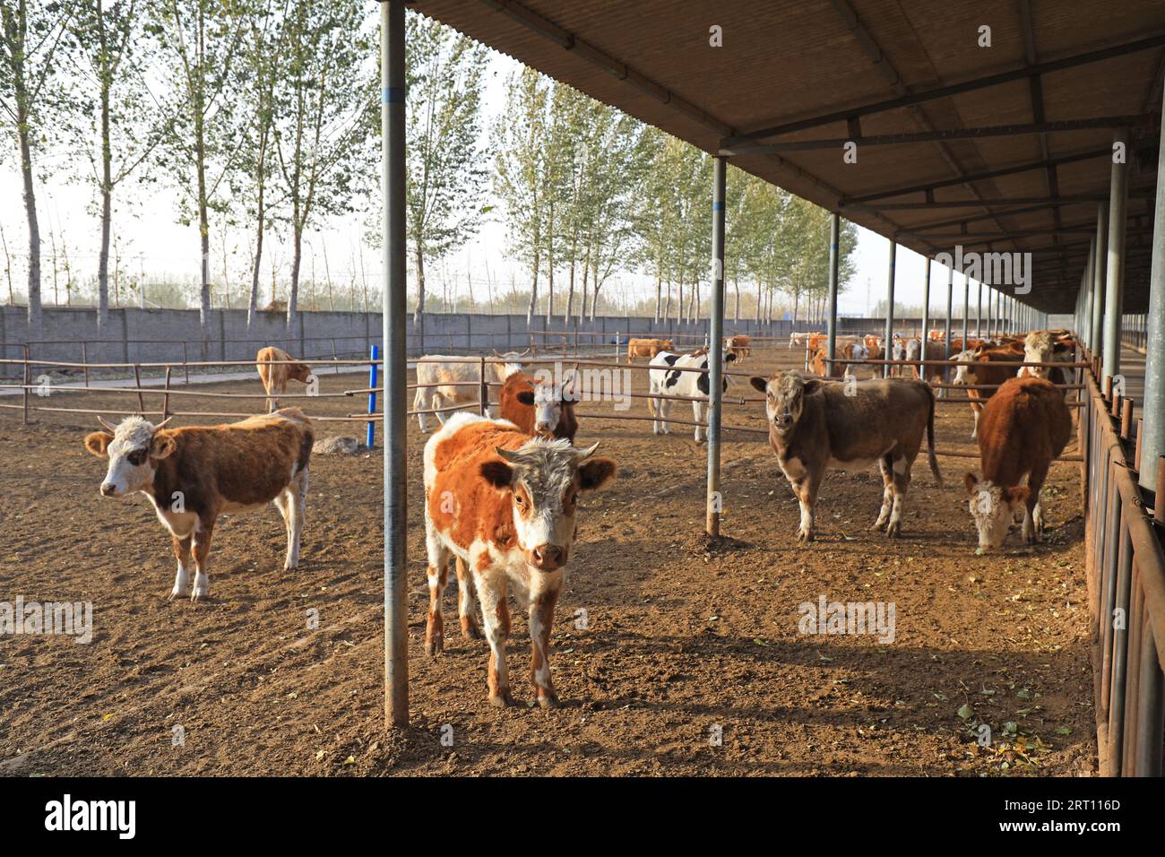 Lean beef cattle in farms, North China Stock Photo - Alamy