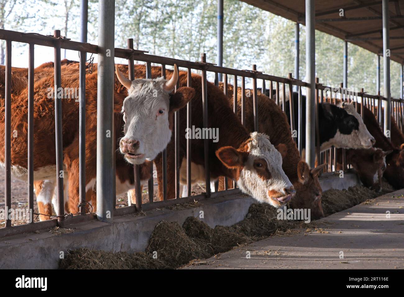 North china farms hi-res stock photography and images - Alamy