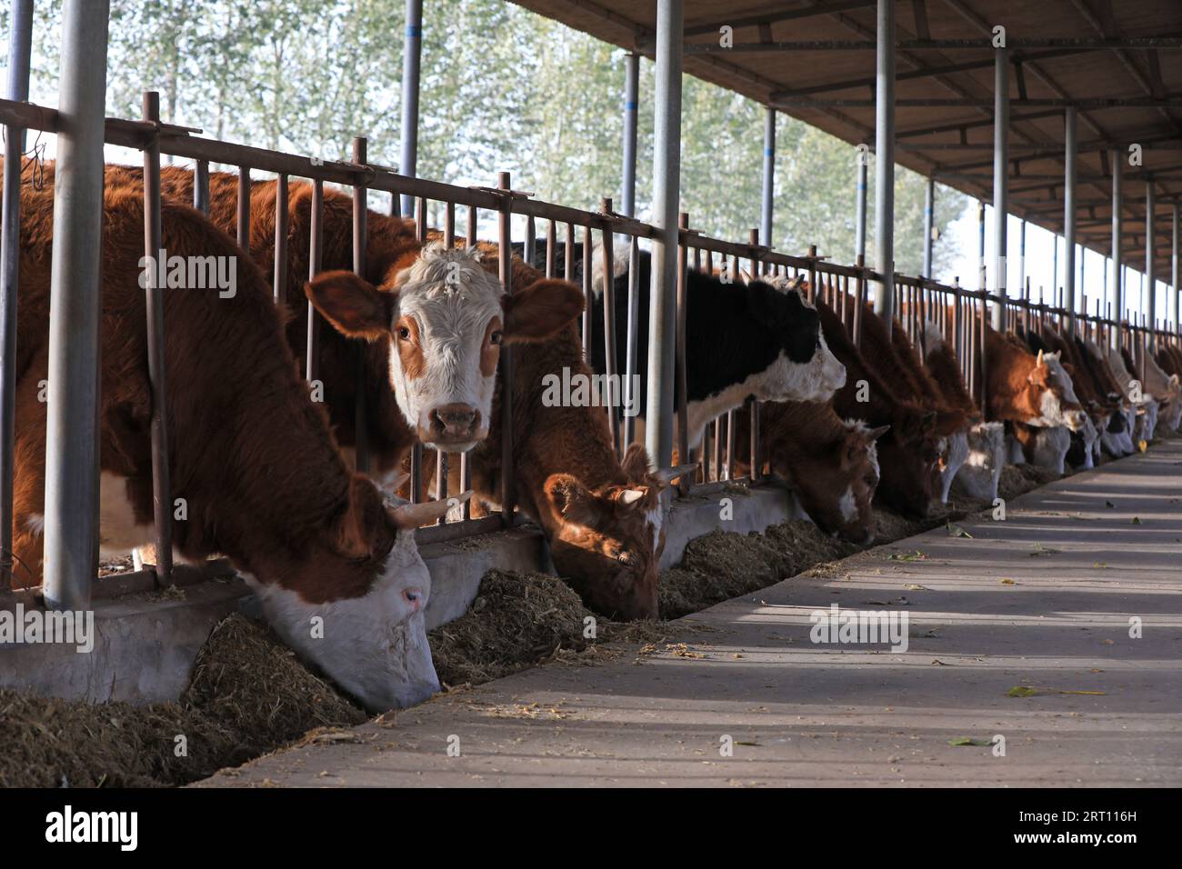 Lean beef cattle in farms, North China Stock Photo - Alamy