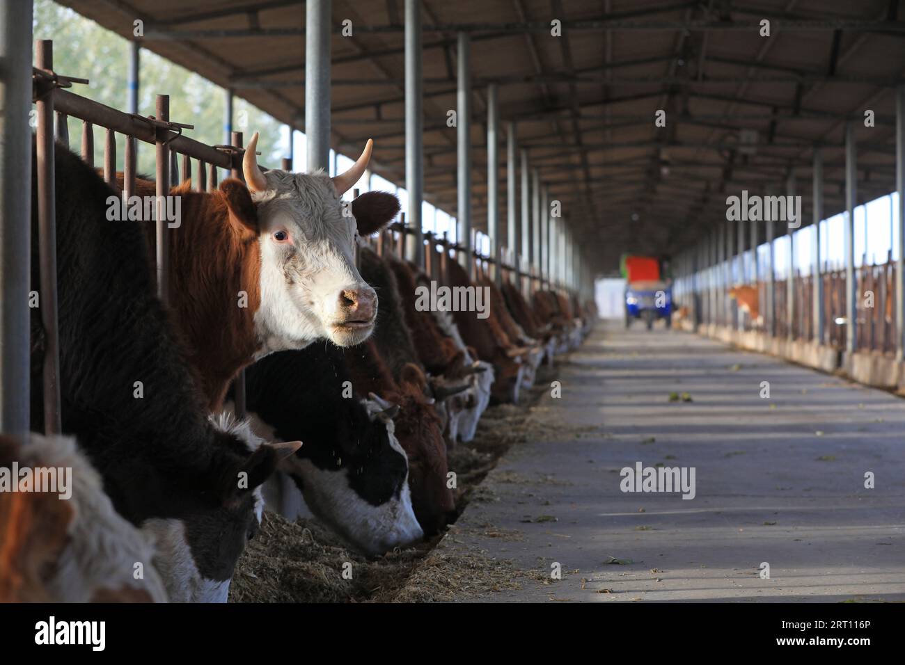 Lean beef cattle in farms, North China Stock Photo - Alamy