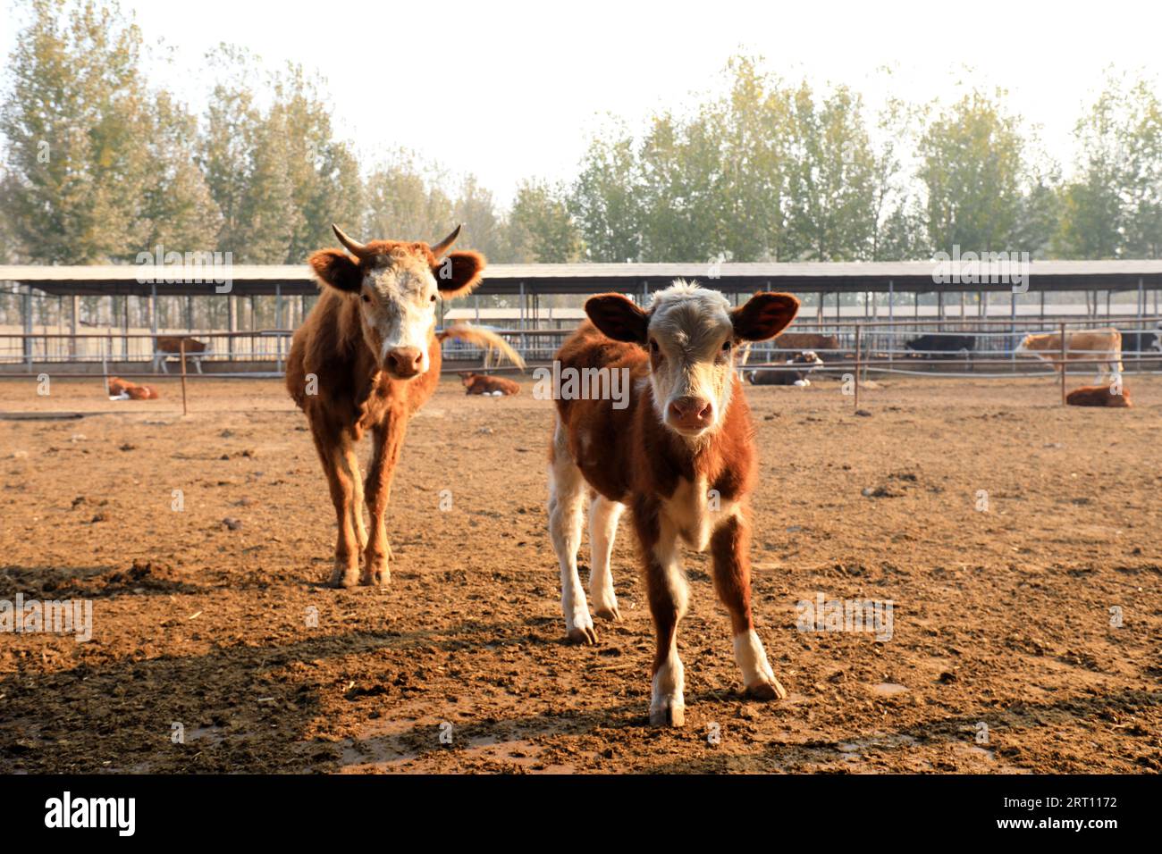 Beef cattle china hi-res stock photography and images - Alamy