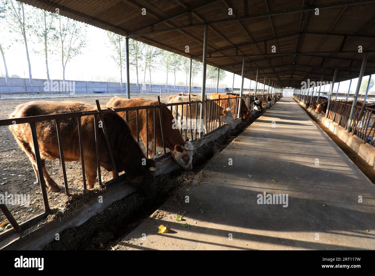 Beef cattle in the farm, North China Stock Photo - Alamy