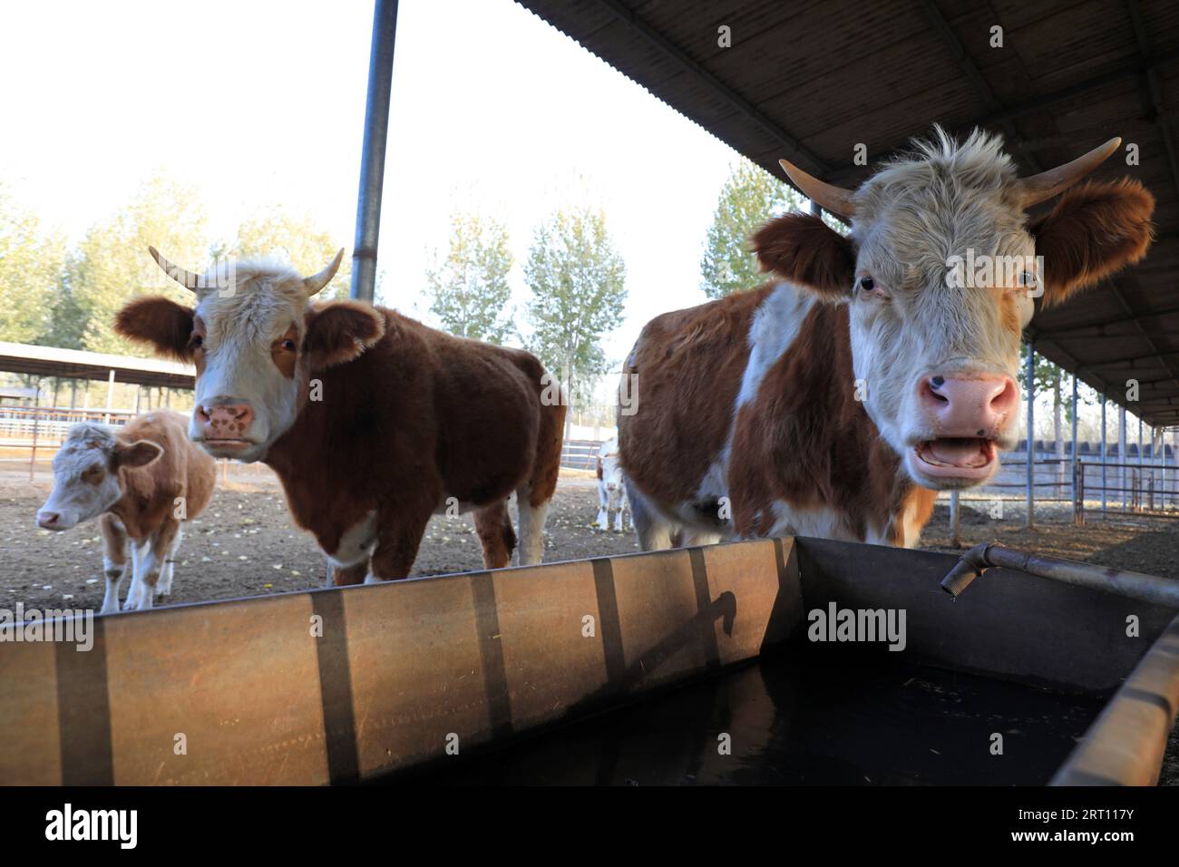 Beef cattle in the farm, North China Stock Photo - Alamy