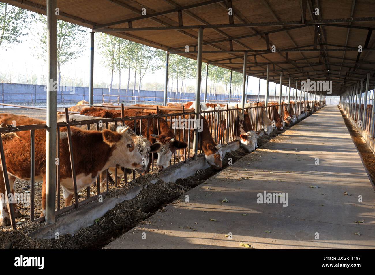 Beef cattle china hi-res stock photography and images - Alamy