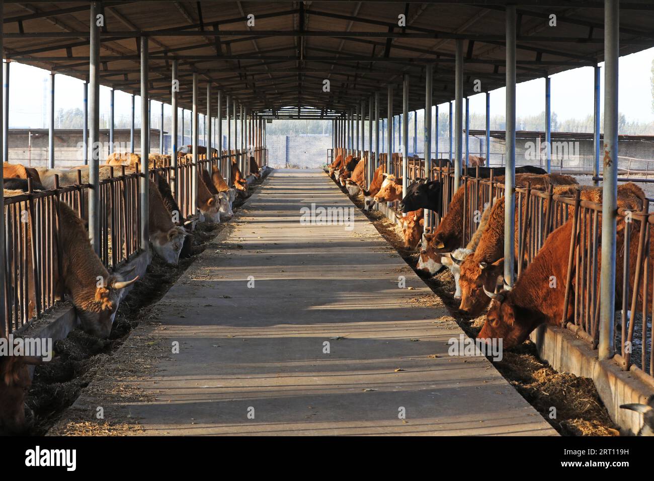 Beef cattle china hi-res stock photography and images - Alamy