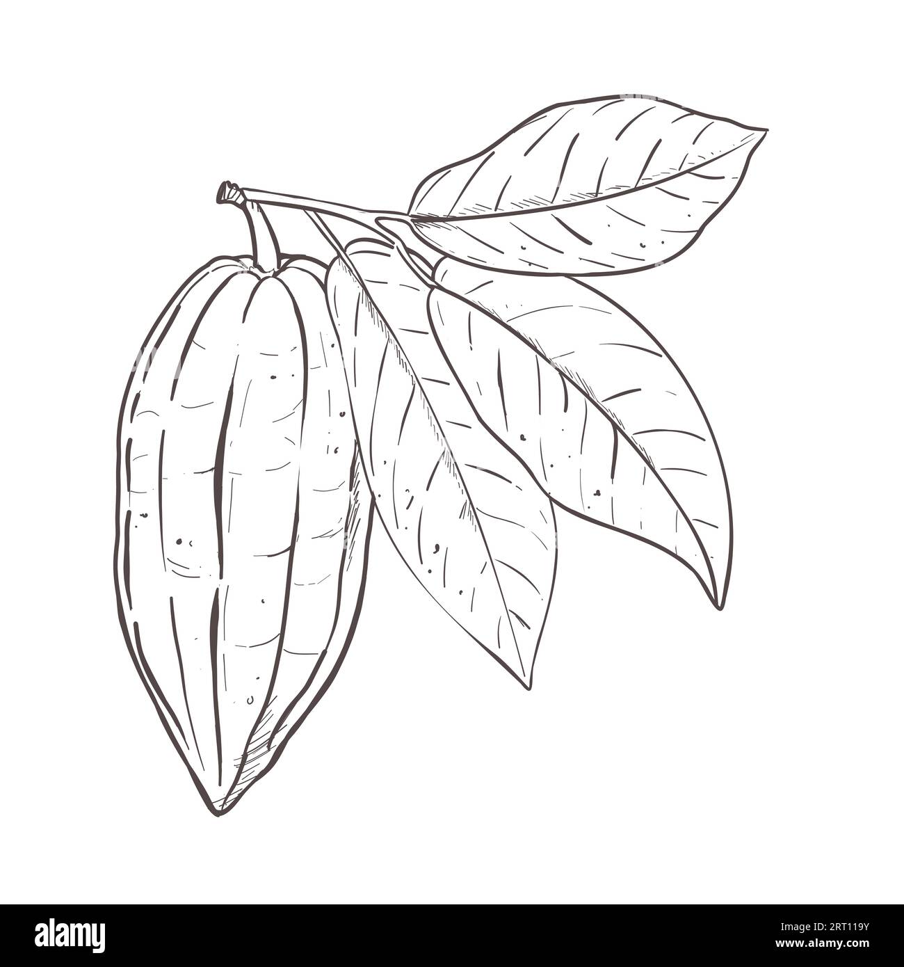 Vector illustration of cocoa leaves and closed bean. Black outline of ...