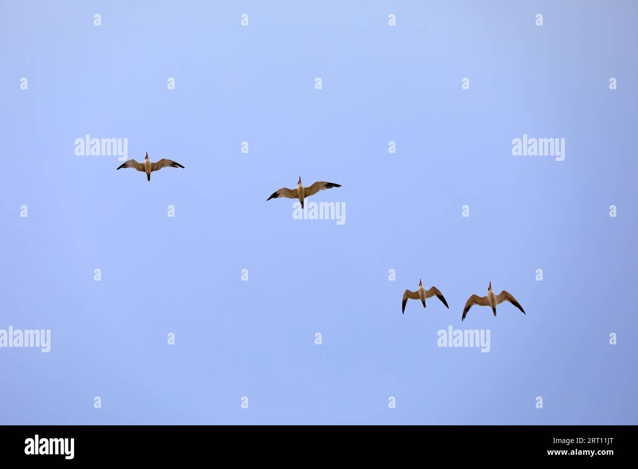 Birds flying china hi-res stock photography and images - Alamy