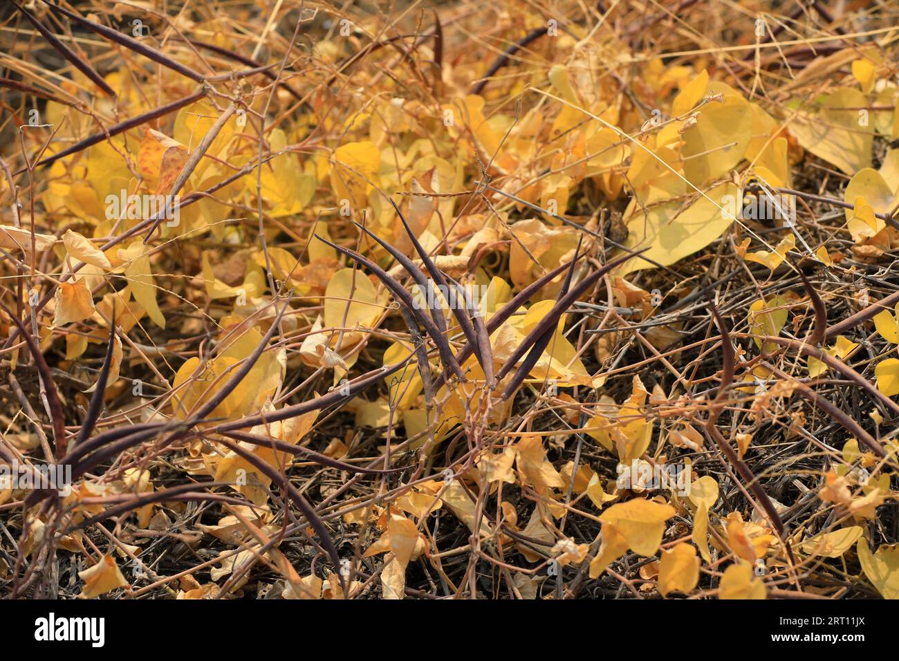 Cynanchum hi-res stock photography and images - Alamy