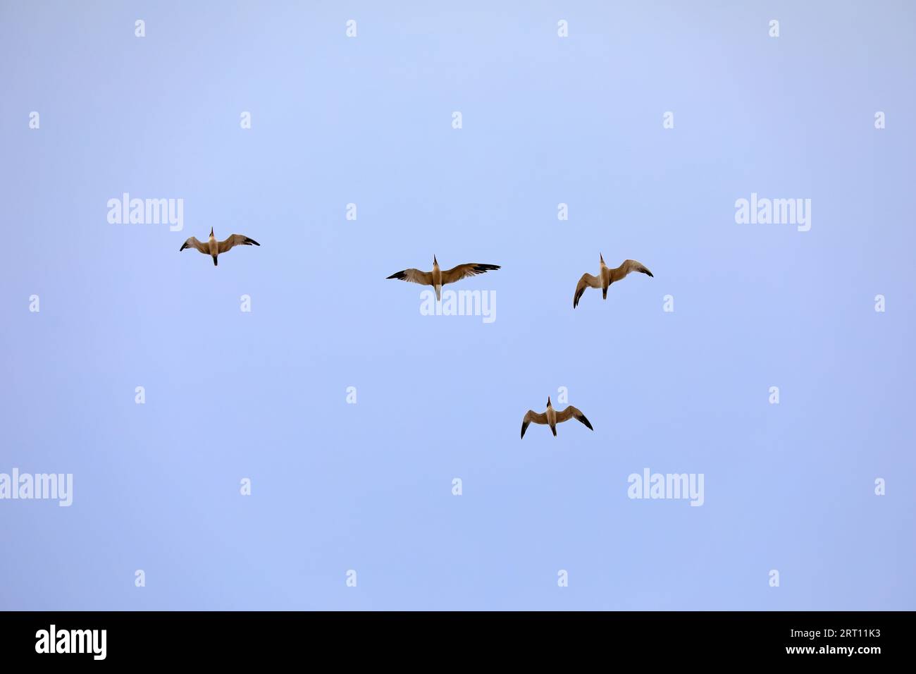 Birds flying china hi-res stock photography and images - Alamy