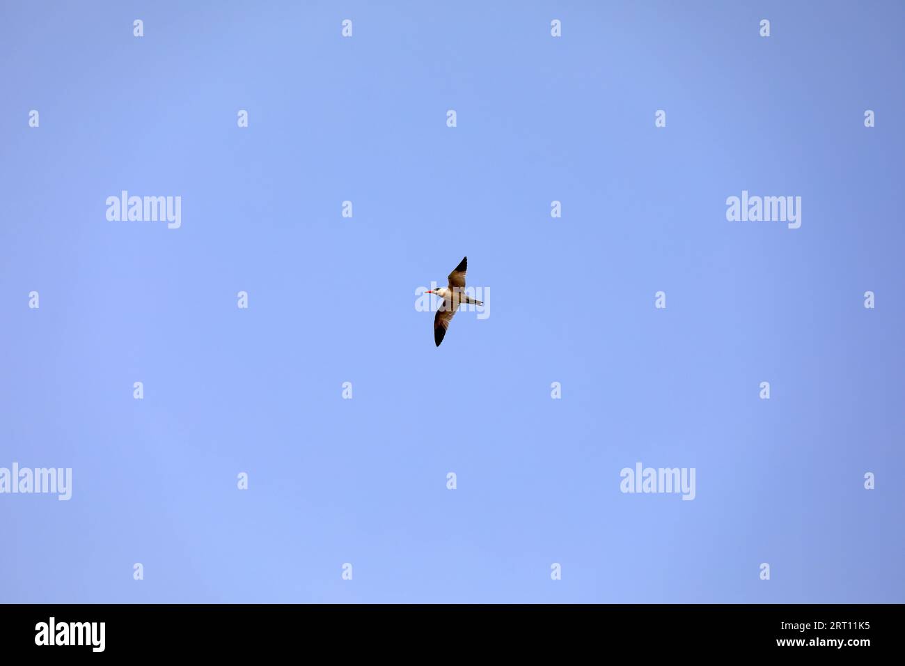 Birds flying in the sky, North China Stock Photo - Alamy