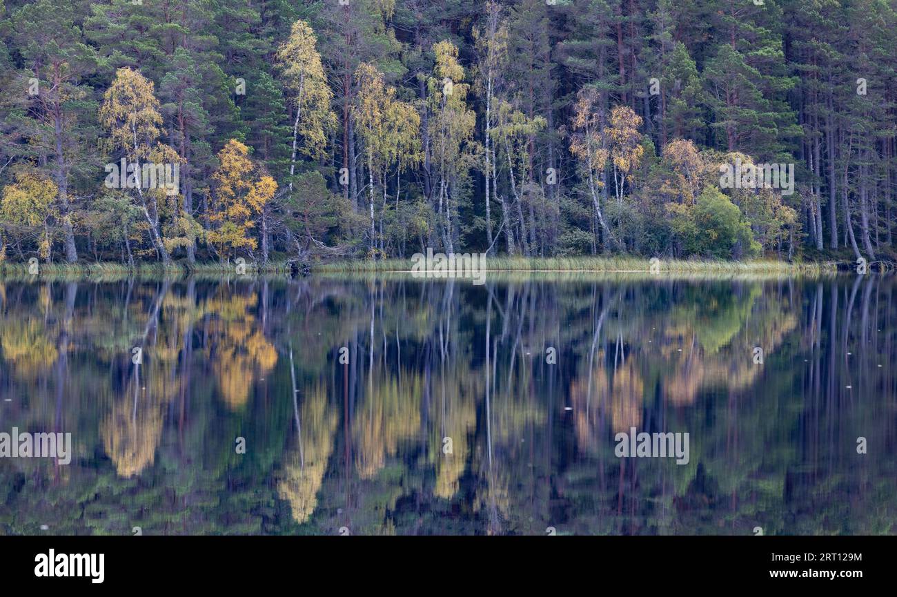 Reflected trees on Loch Garten, Highlands, Scotland, UK Stock Photo - Alamy