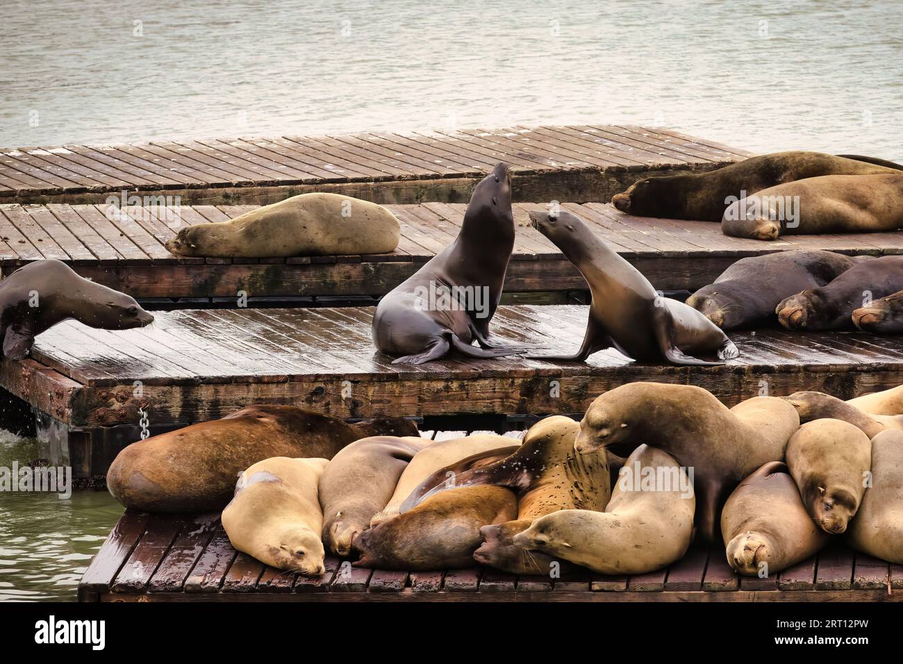 Two Sea Lions Engaged in a Pier-side Tussle at San Francisco's ...
