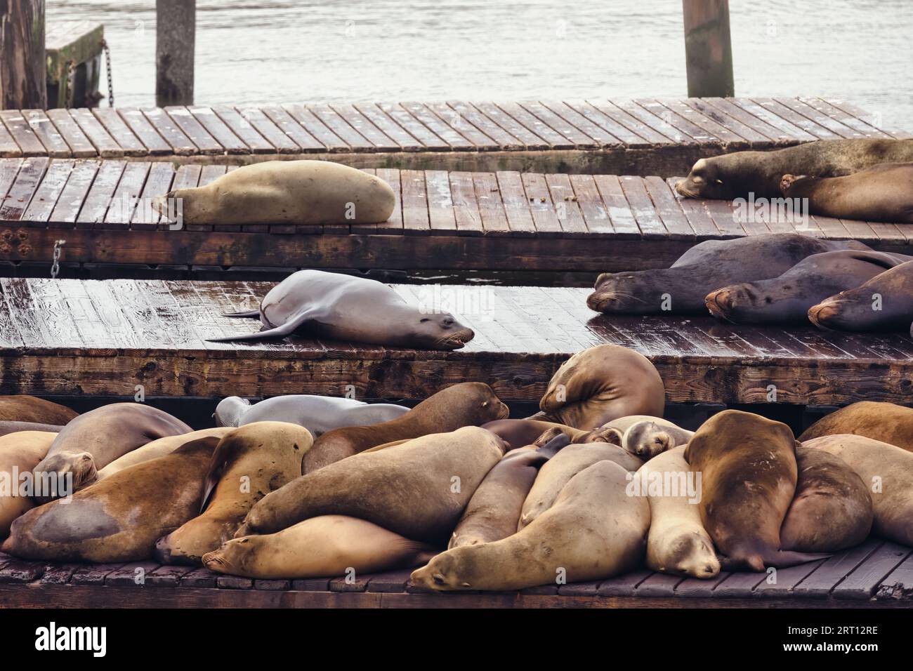 Sea Lions Napping in Harmonious Piles Stock Photo - Alamy