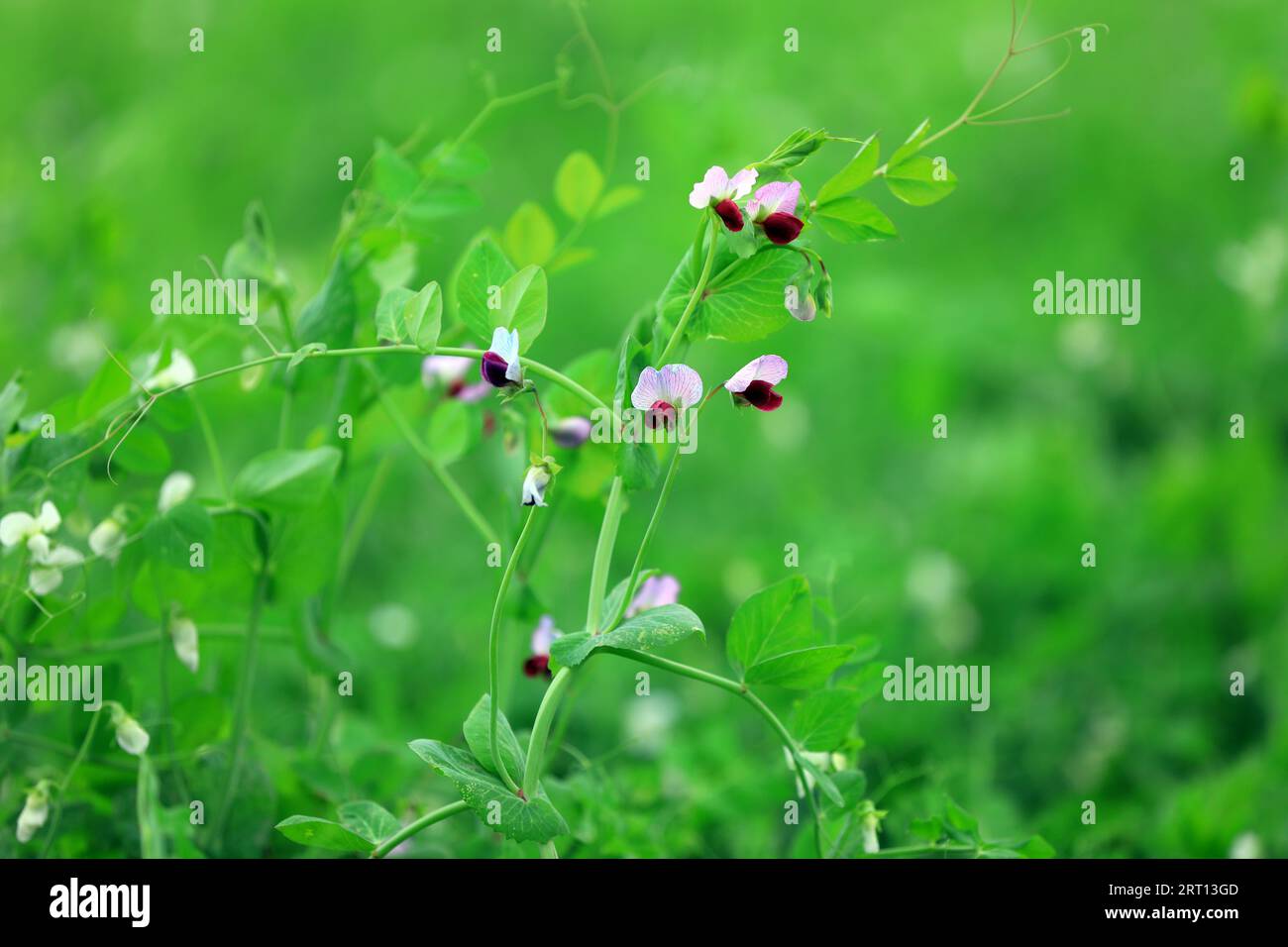 Red pea flowers hi-res stock photography and images - Alamy