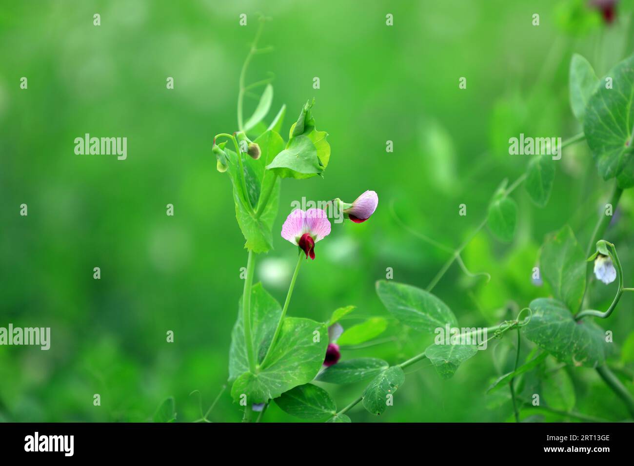 Red pea flowers hi-res stock photography and images - Alamy