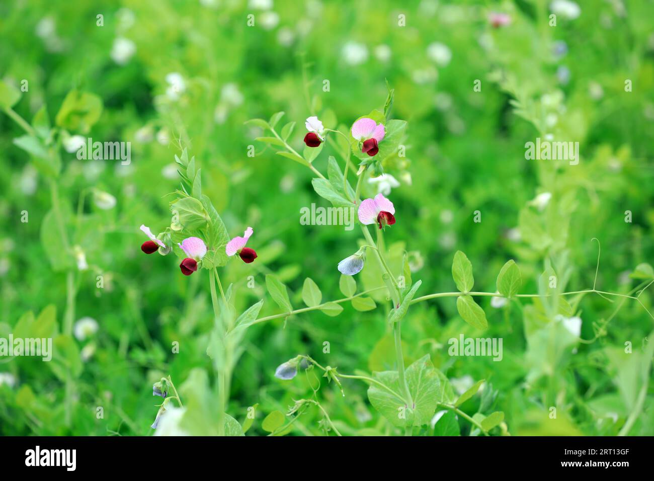 Red pea flowers in farmland, North China Stock Photo - Alamy