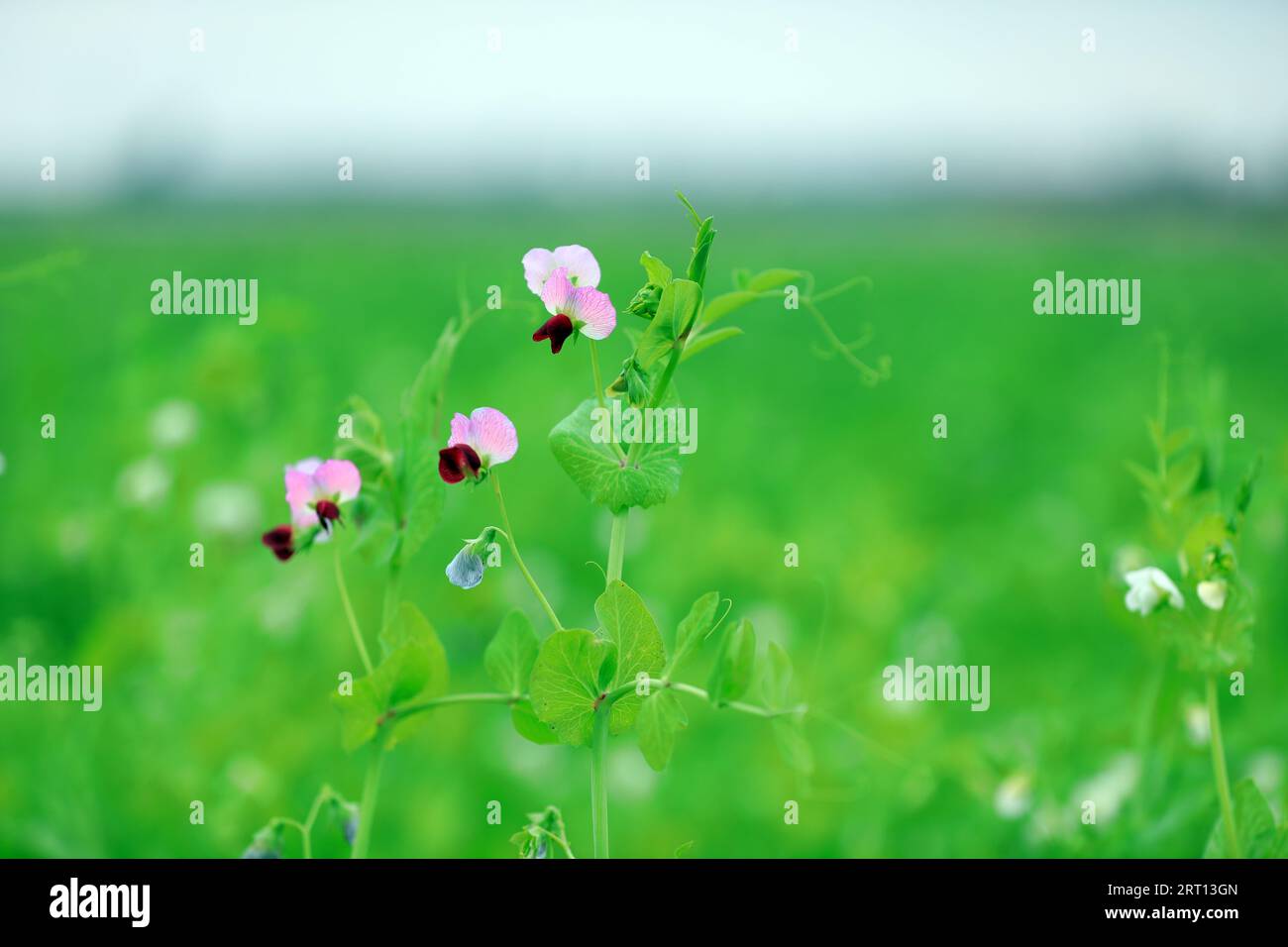 Red pea flowers in farmland, North China Stock Photo - Alamy