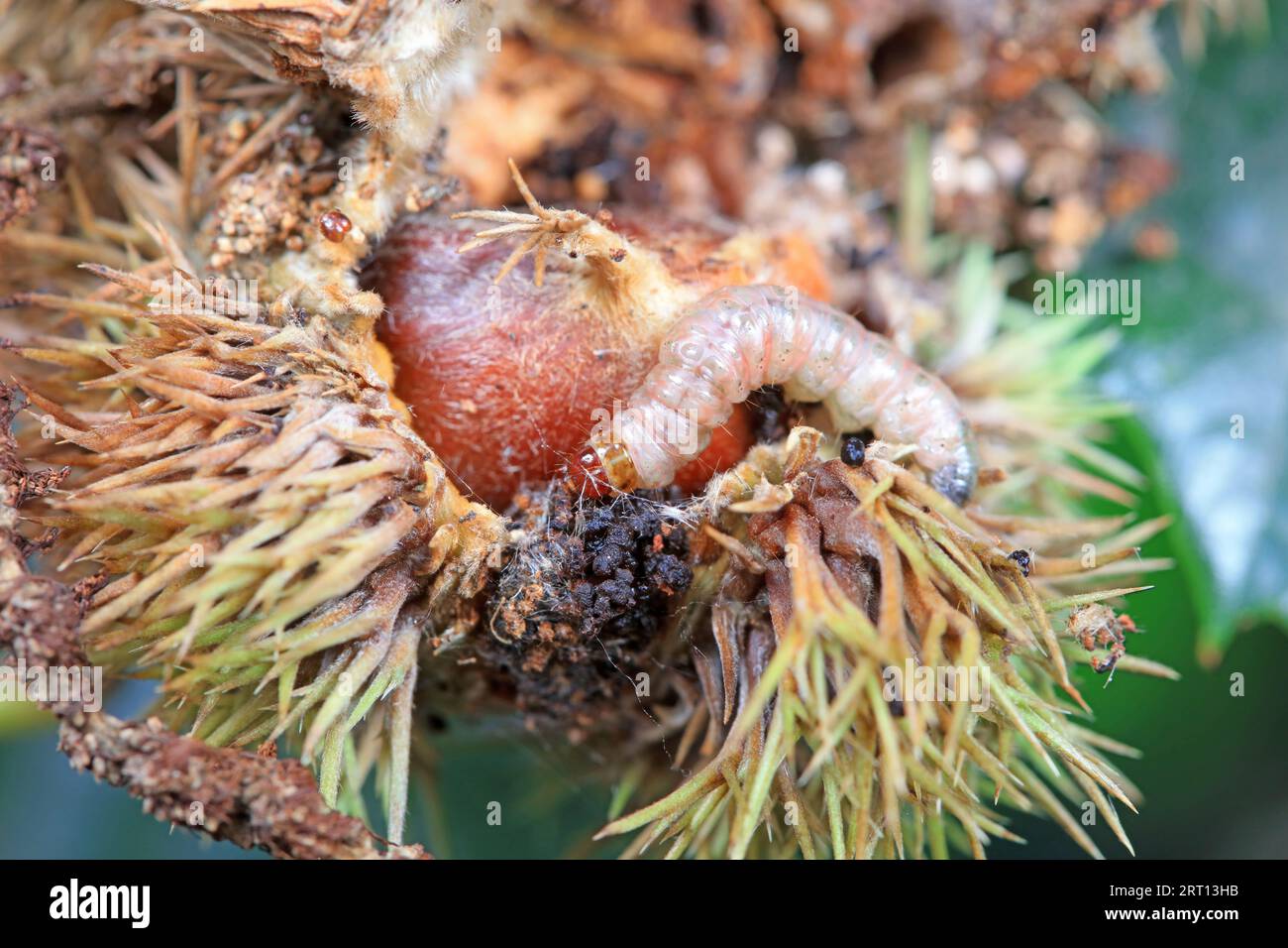 Pests damage chestnut fruits, North China Stock Photo - Alamy
