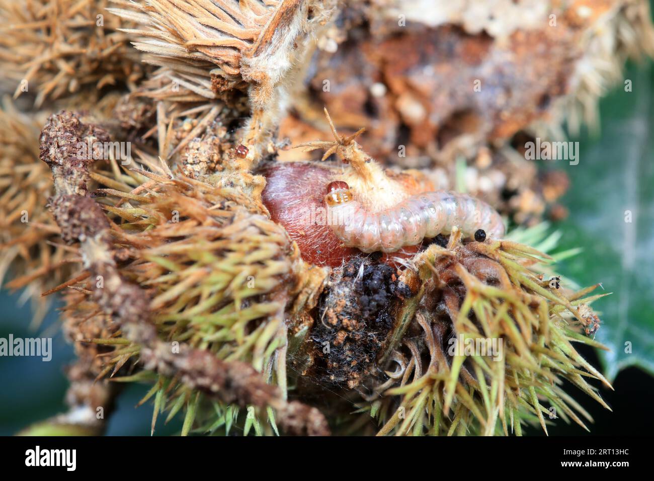 Pests damage chestnut fruits, North China Stock Photo - Alamy