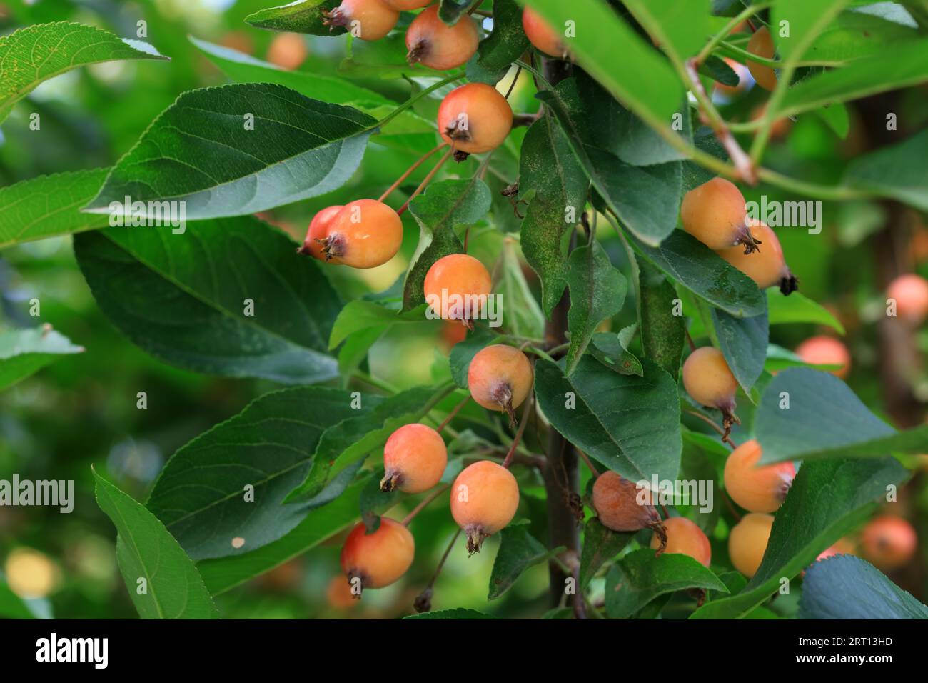 Begonia fruit in the branches, North China Stock Photo - Alamy