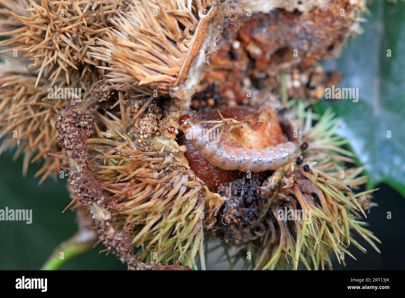 Pests damage chestnut fruits, North China Stock Photo - Alamy