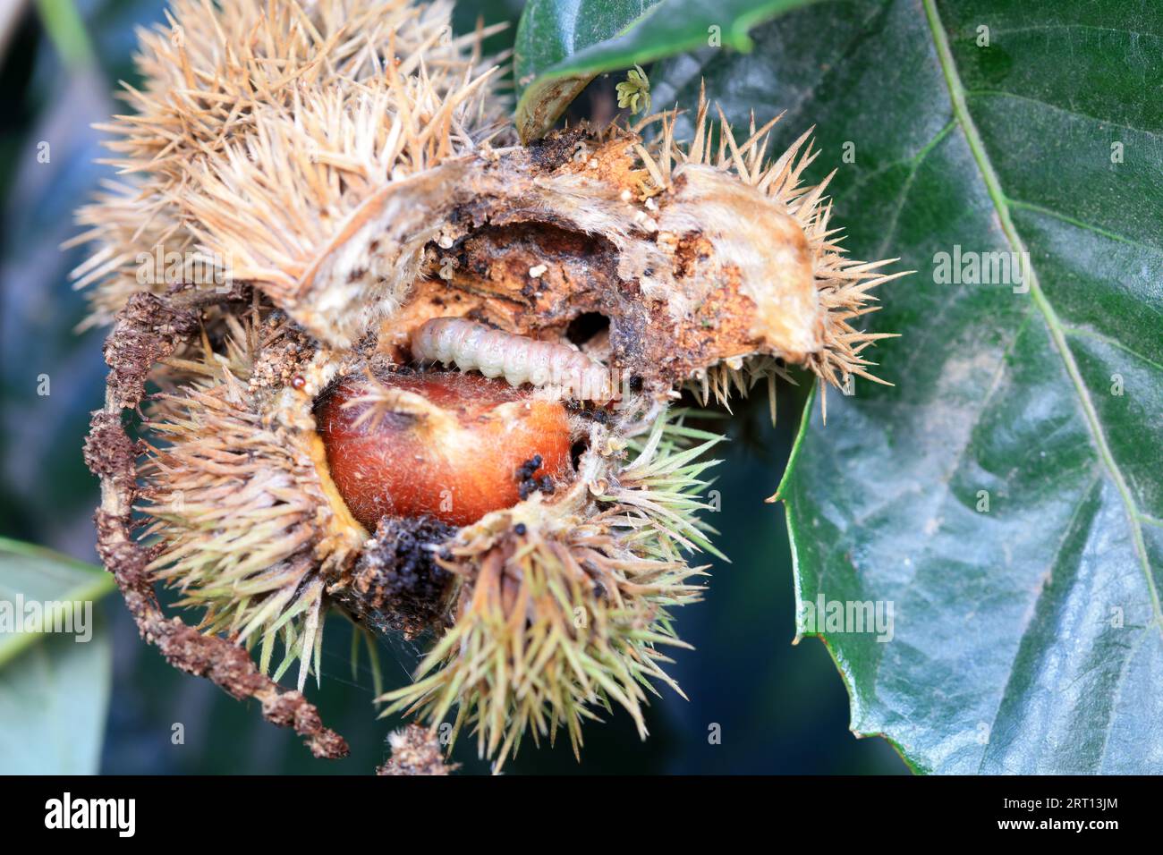 Pests damage chestnut fruits, North China Stock Photo - Alamy