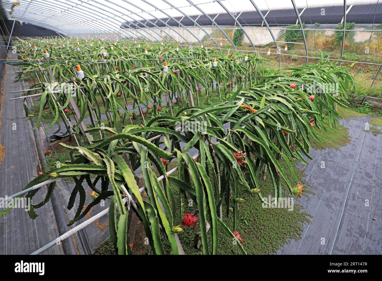 Pitaya plant in greenhouse, North China Stock Photo - Alamy