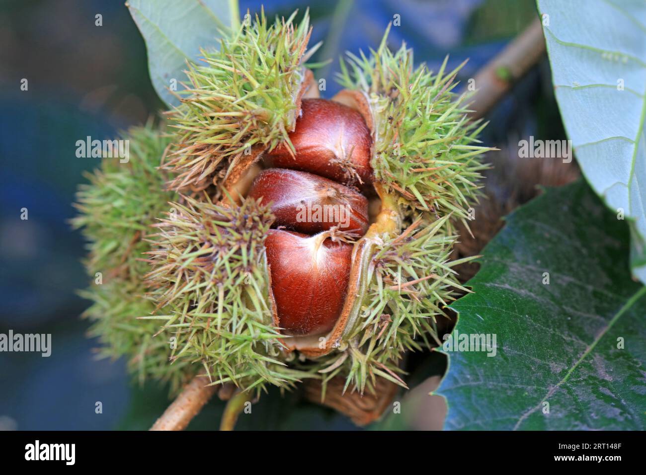 Fruit of china hi-res stock photography and images - Alamy