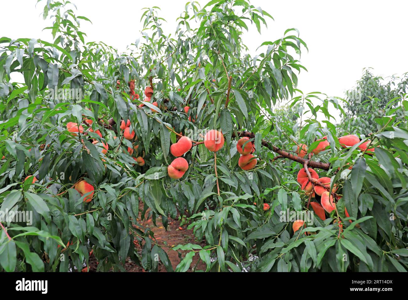 Peach harvest china hi-res stock photography and images - Alamy