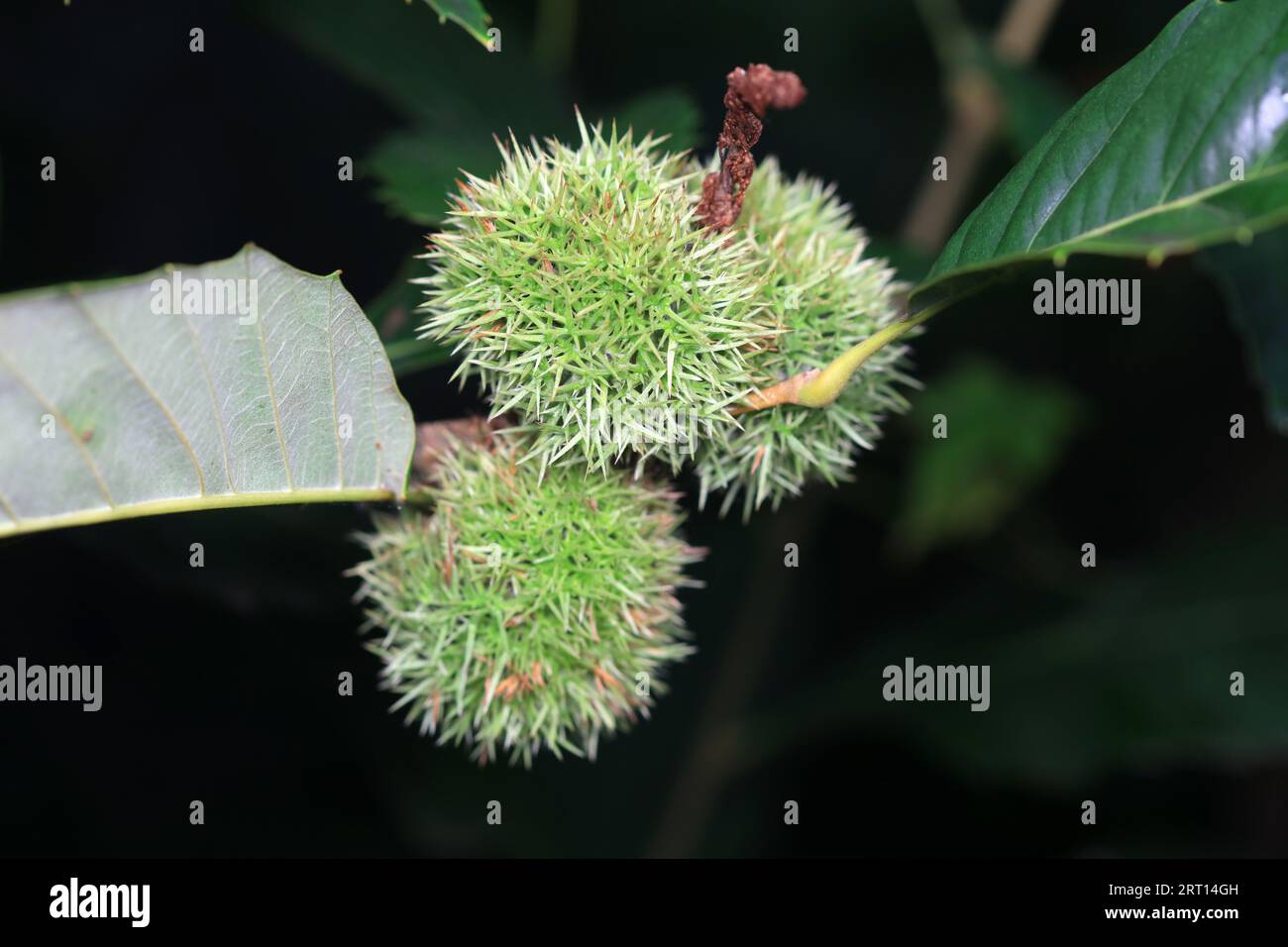 Chestnut fruit shell in the branches, North China Stock Photo - Alamy