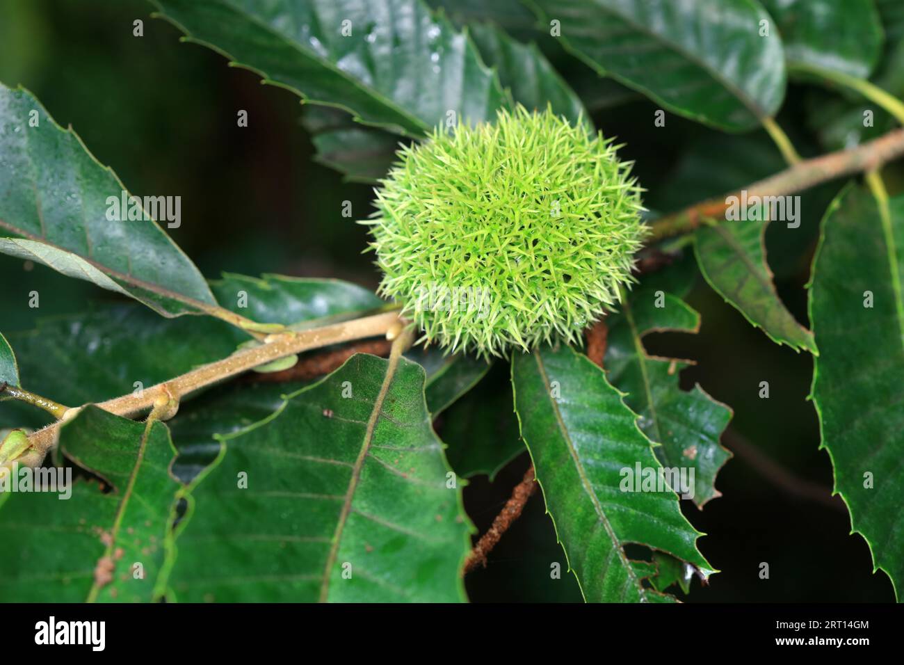 Chestnut fruit shell in the branches, North China Stock Photo - Alamy