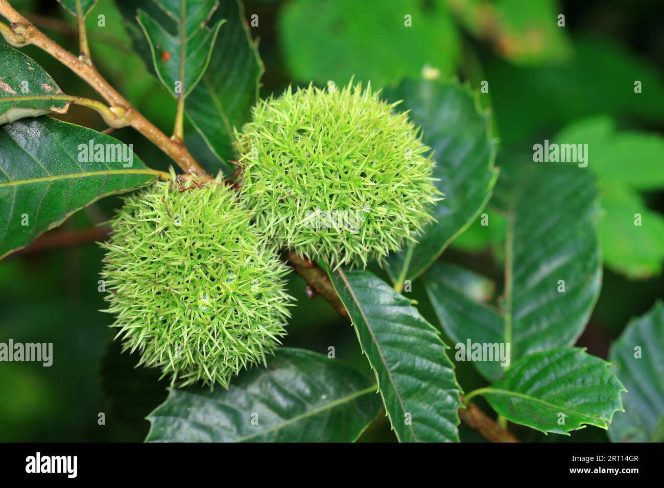 Fruit shell hi-res stock photography and images - Alamy