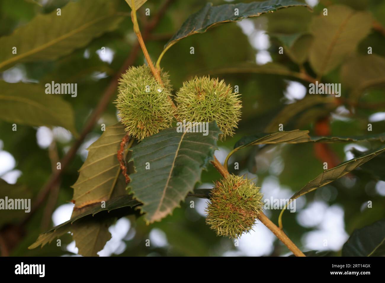 Chestnut fruit shell in the branches, North China Stock Photo - Alamy