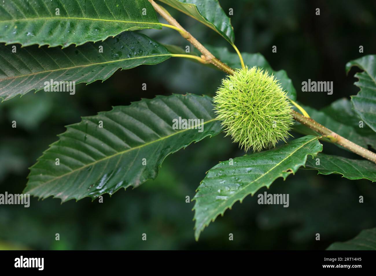 Chestnut fruit shell in the branches, North China Stock Photo - Alamy