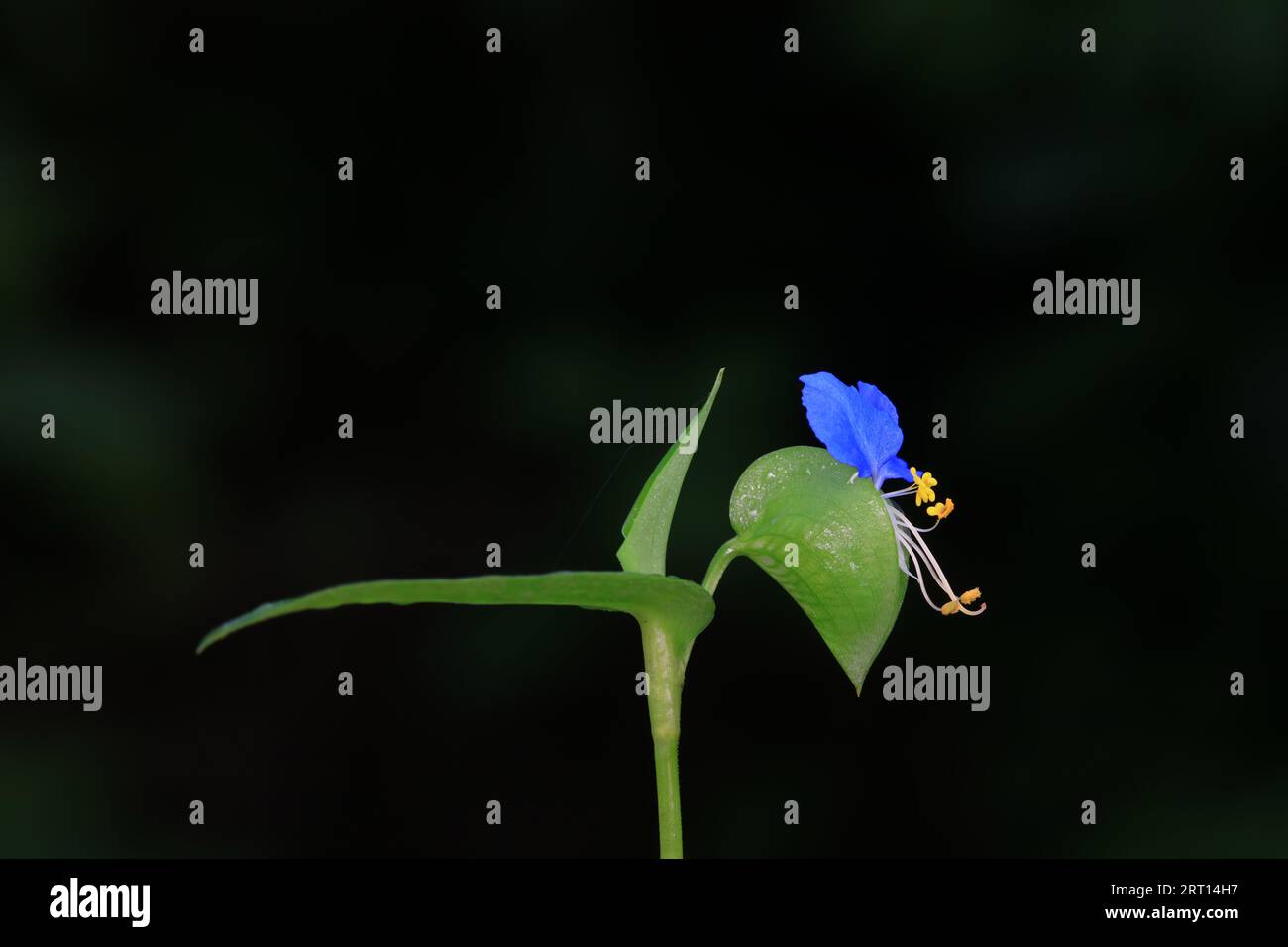 Commelina flower hi-res stock photography and images - Alamy