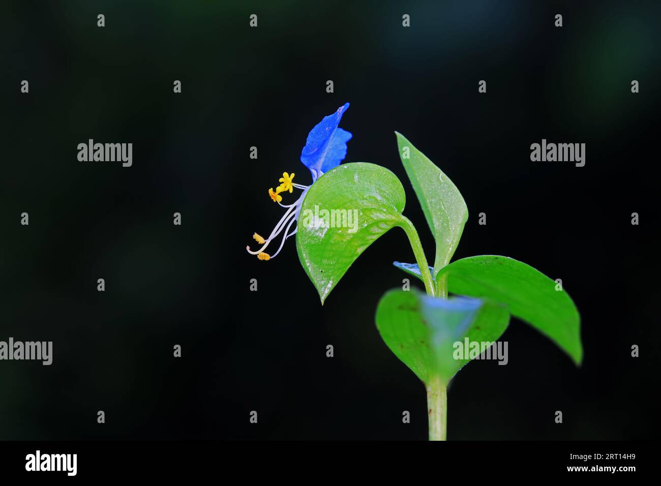 Commelina flower hi-res stock photography and images - Alamy