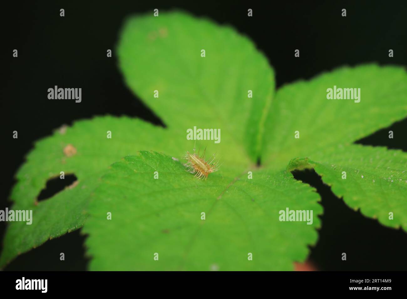 Seeds feature hi-res stock photography and images - Alamy