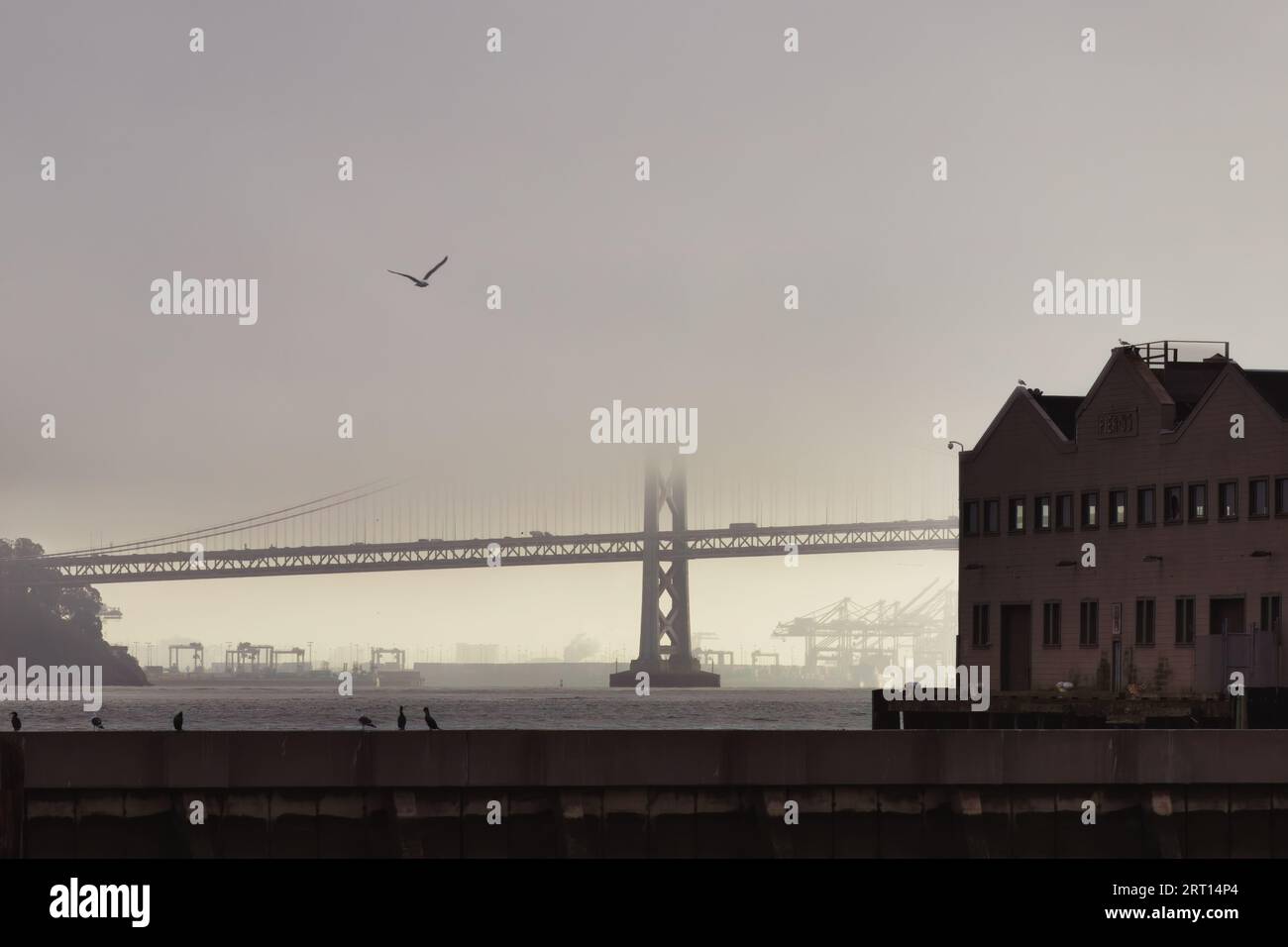 Grace and Mist: Golden Gate Bridge Enveloped in Fog with Birds in ...