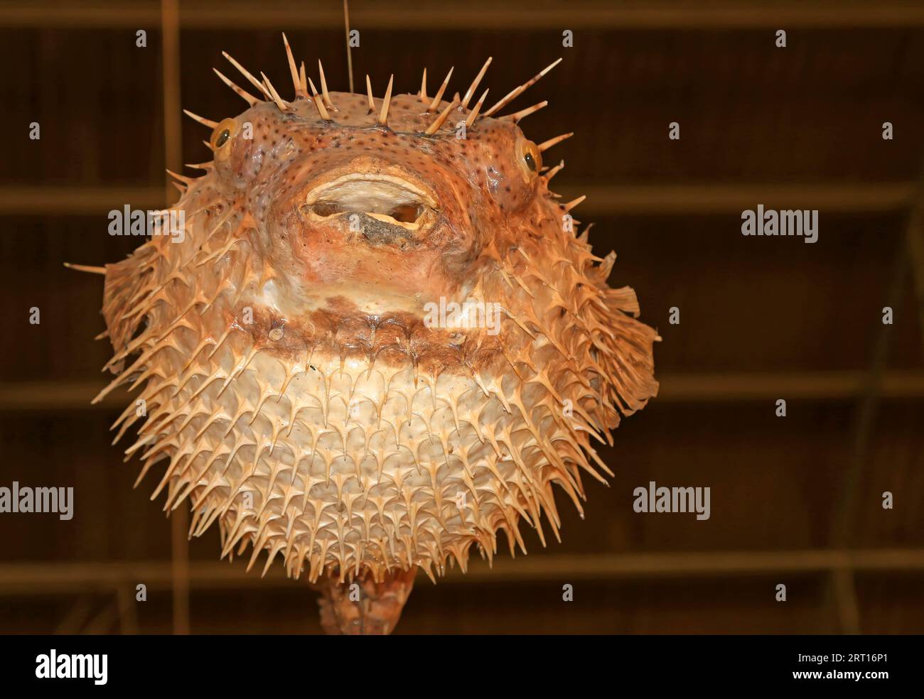 Morphology of crocodiles hi-res stock photography and images - Alamy