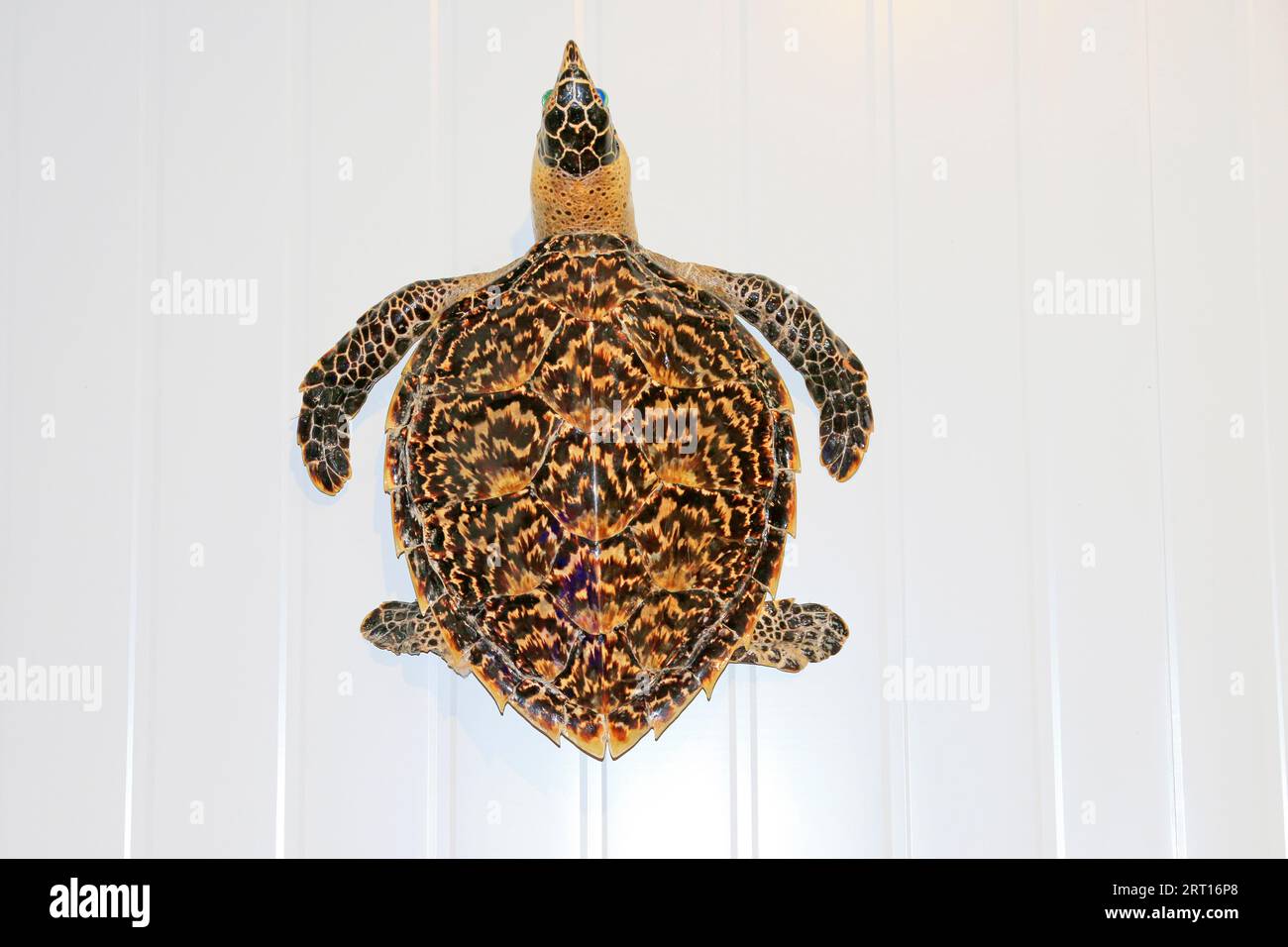 Morphology of crocodiles hi-res stock photography and images - Alamy