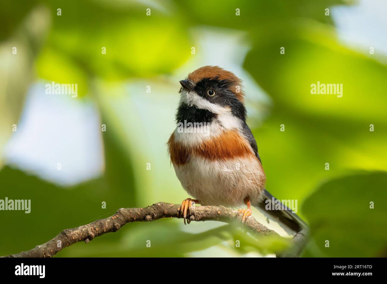 Close up of a black-throated bushtit (aegithalos concinnus) standing or ...