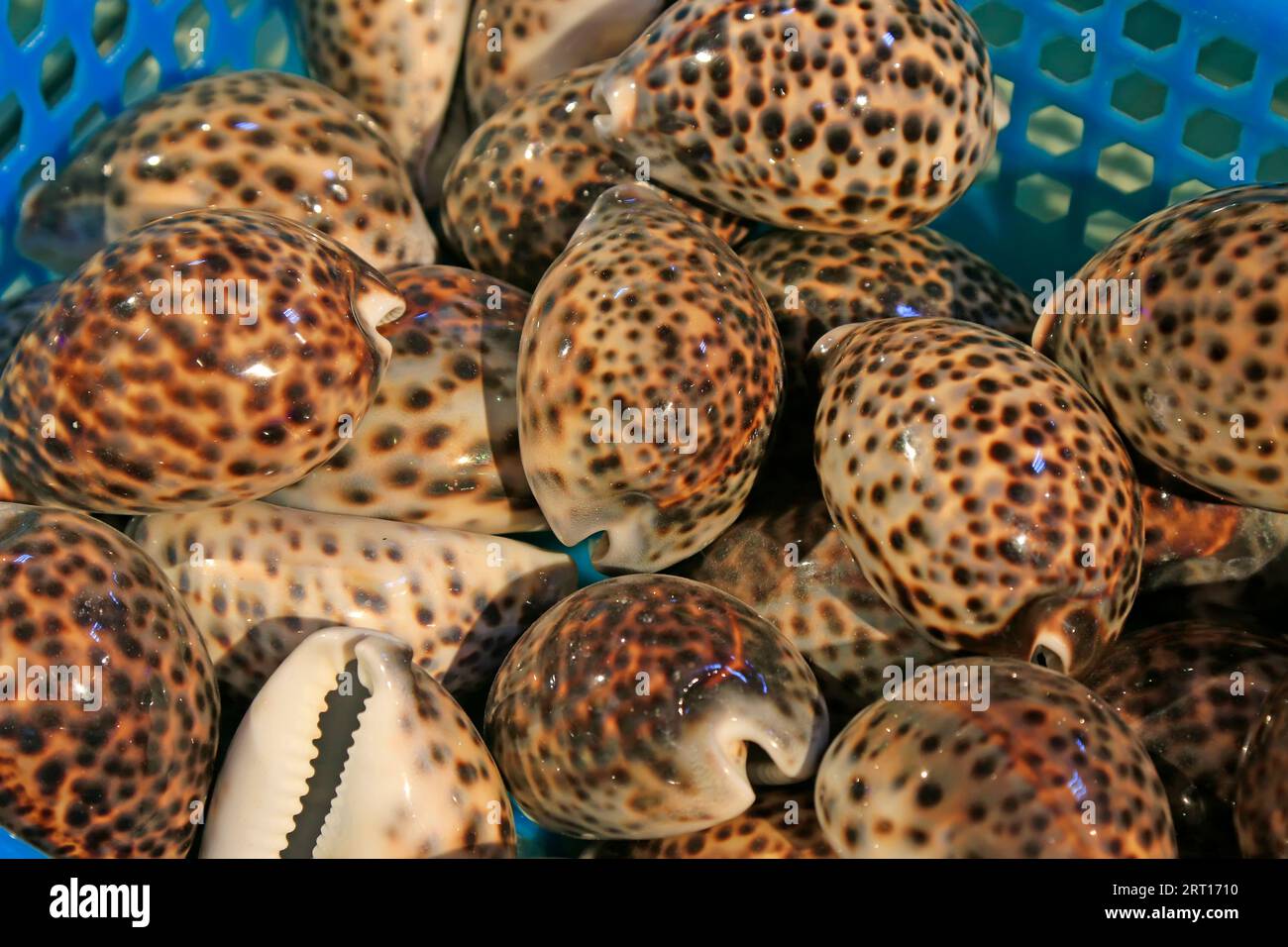 Polishing shells hi-res stock photography and images - Alamy