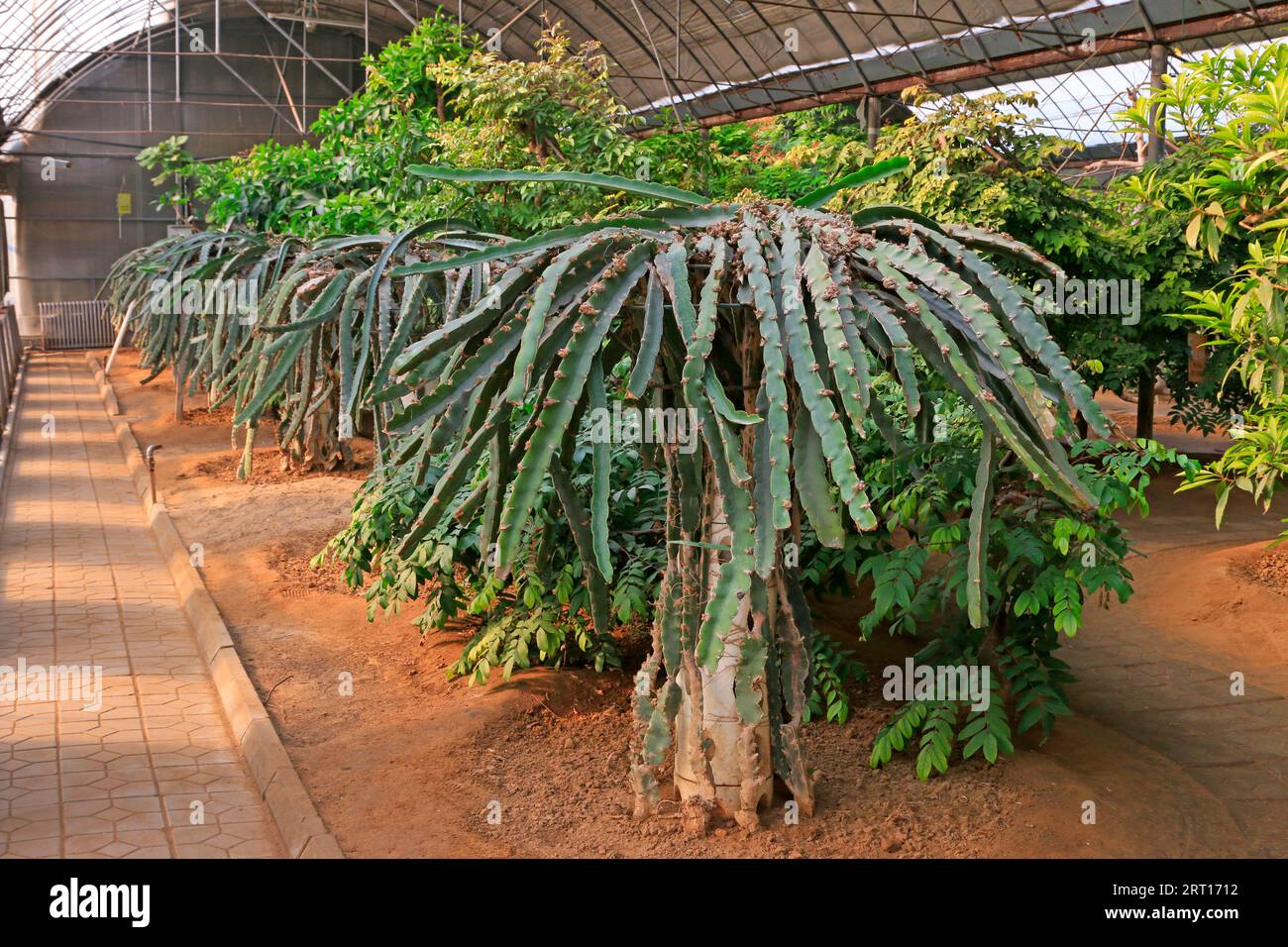 Pitaya tree hi-res stock photography and images - Alamy