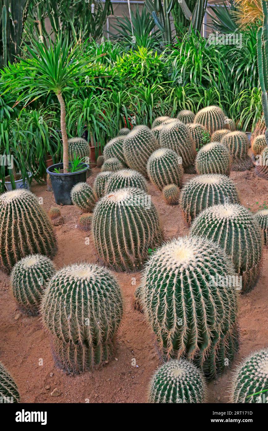 Golden ball cactus plants Stock Photo - Alamy