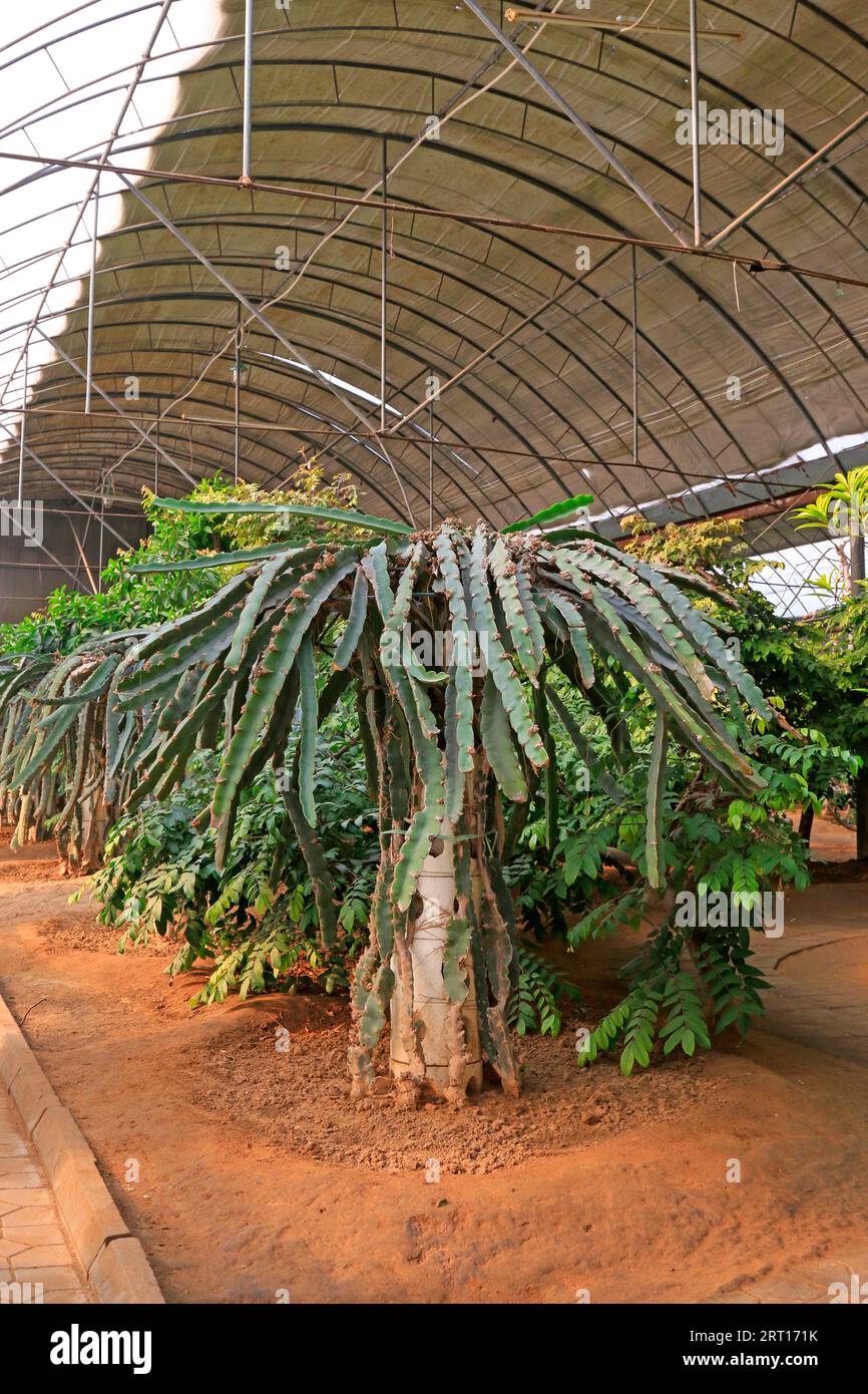 pitaya tree in a greenhouse Stock Photo - Alamy