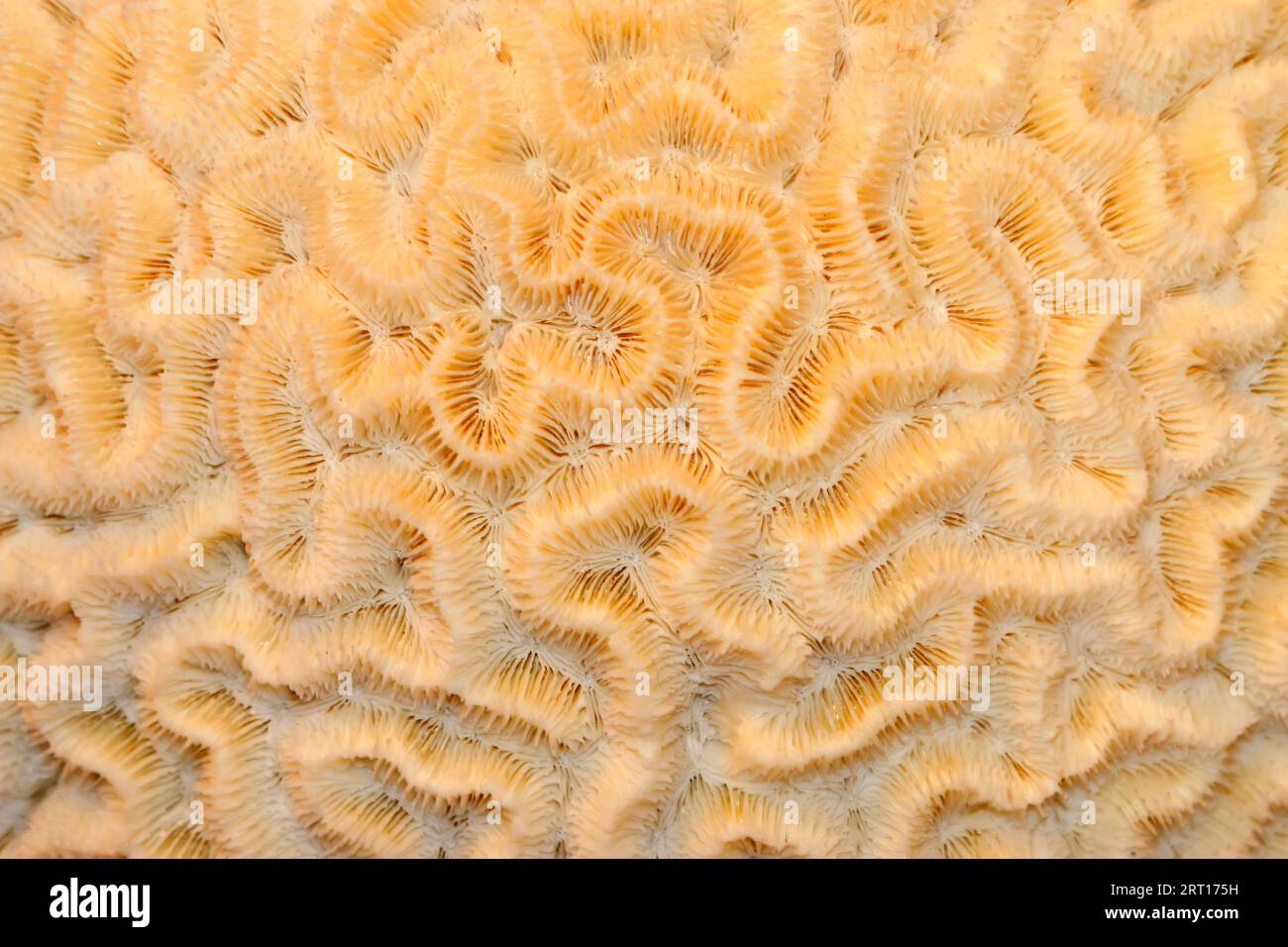 Coral texture hi-res stock photography and images - Alamy