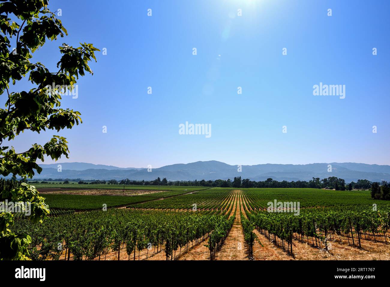 Beautiful Vineyards of Napa Valley - Napa, California Stock Photo - Alamy