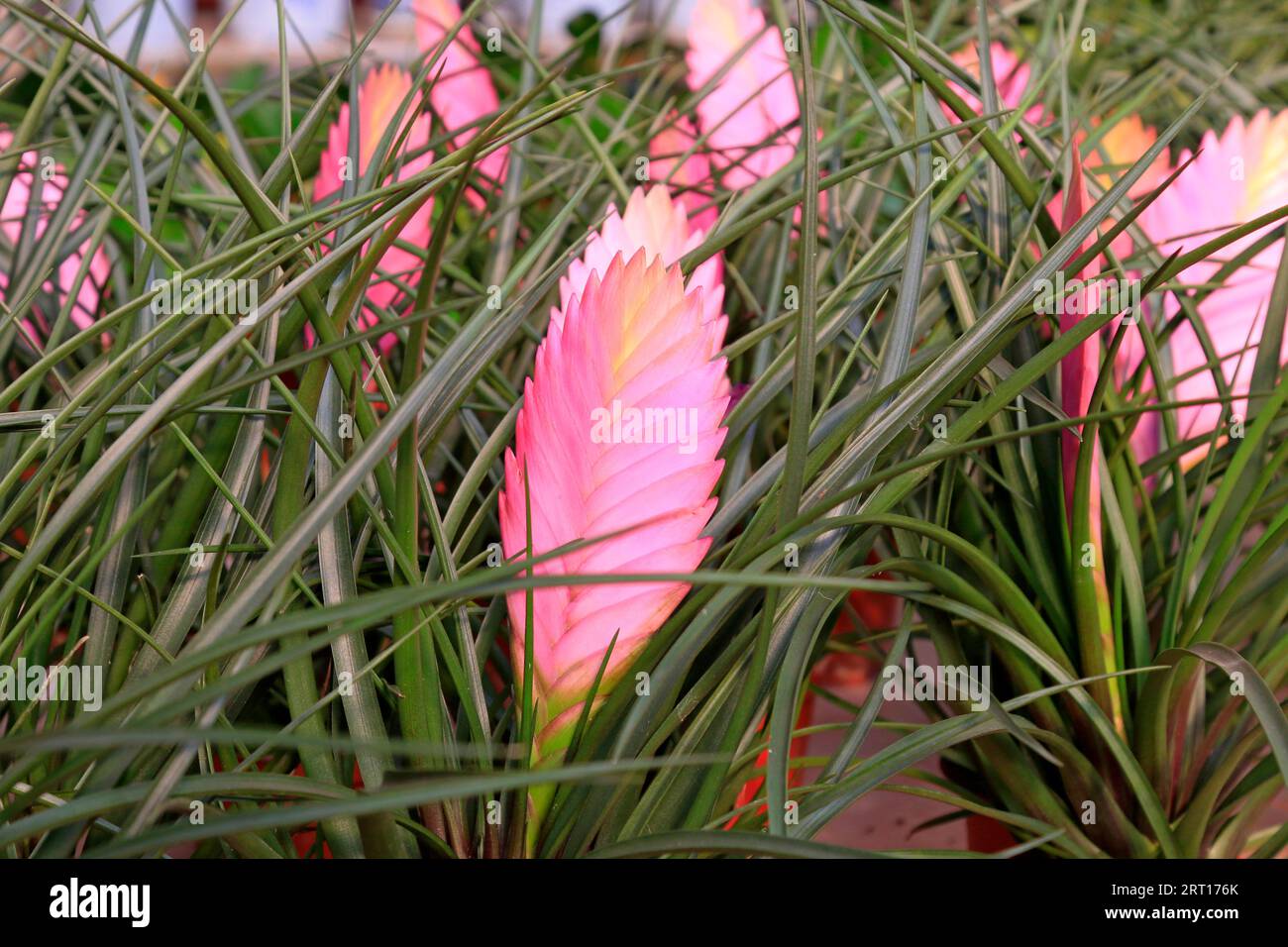 Tillandsia cyanea in a garden Stock Photo - Alamy