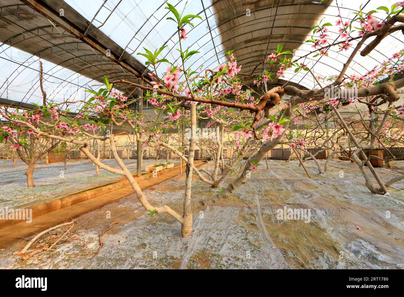 Peach trees in the greenhouse Stock Photo - Alamy